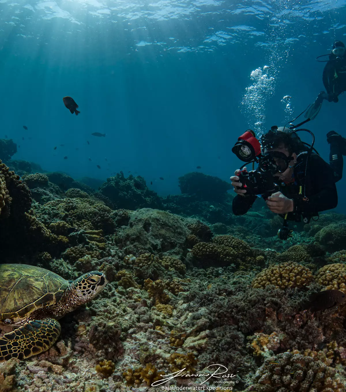 Affordable Web Design for Small Business | Baja Underwater